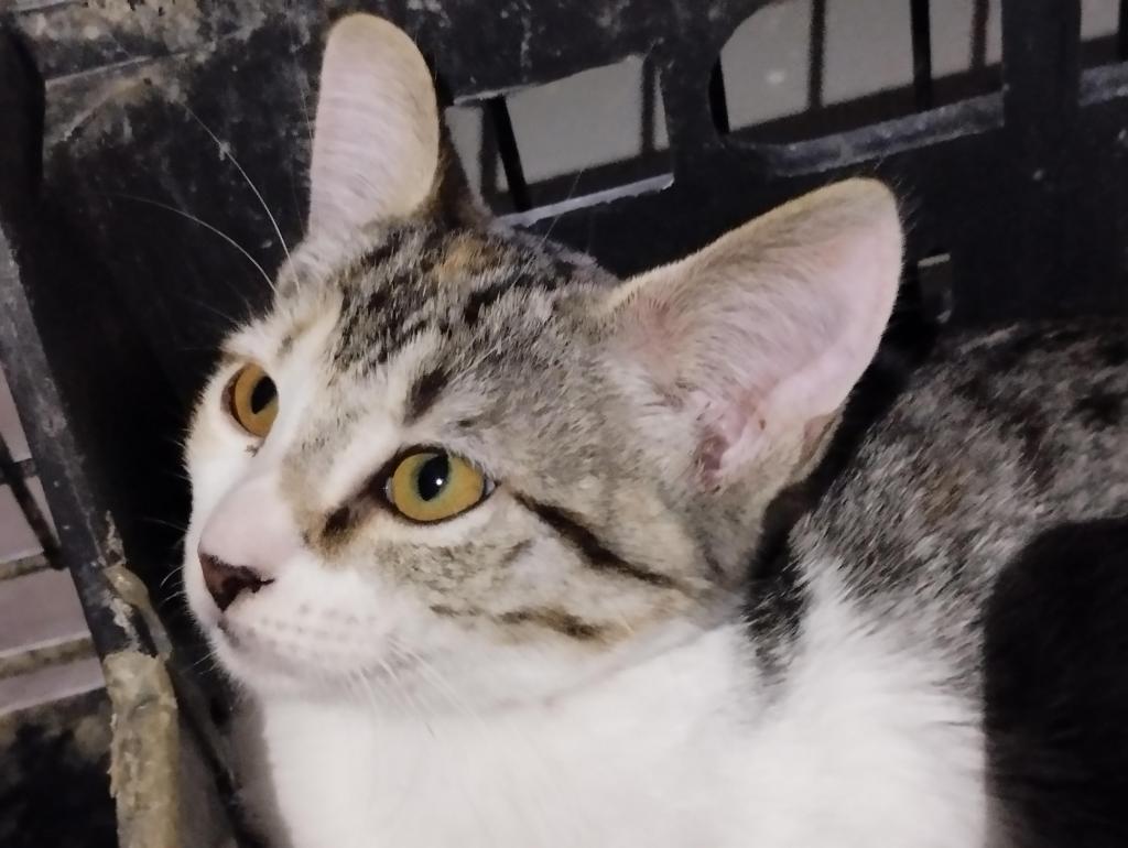 PETIFY.PT - uma plataforma de adoção e resgate de animais