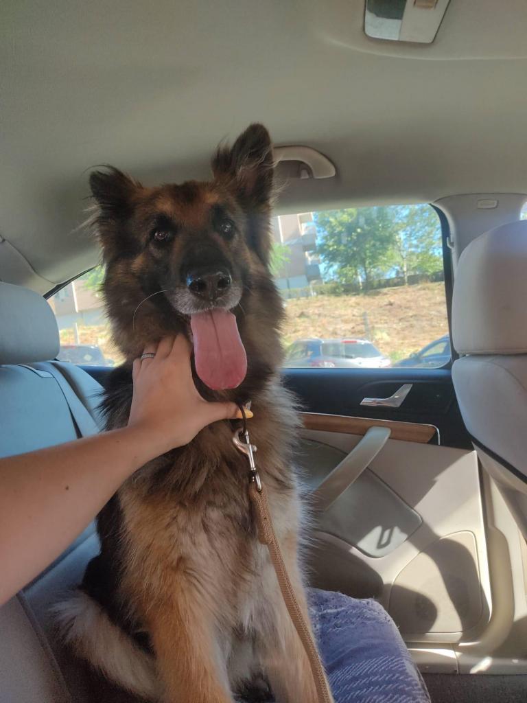 PETIFY.PT - uma plataforma de adoção e resgate de animais