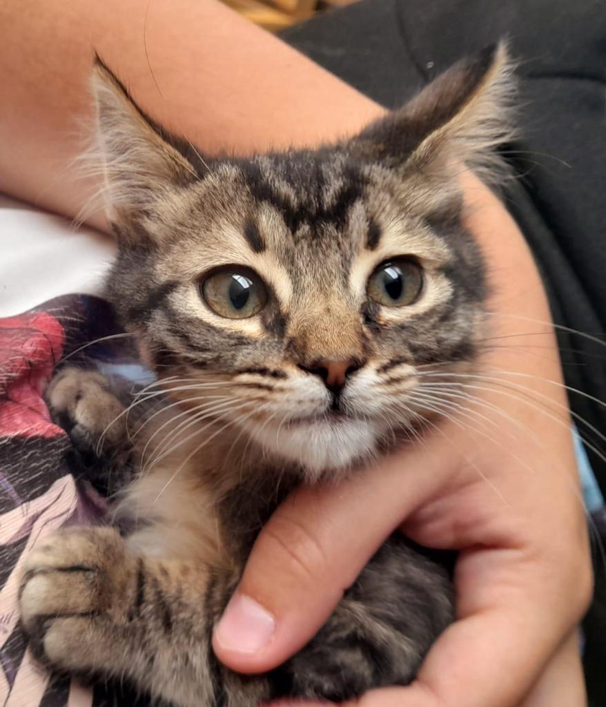 PETIFY.PT - uma plataforma de adoção e resgate de animais