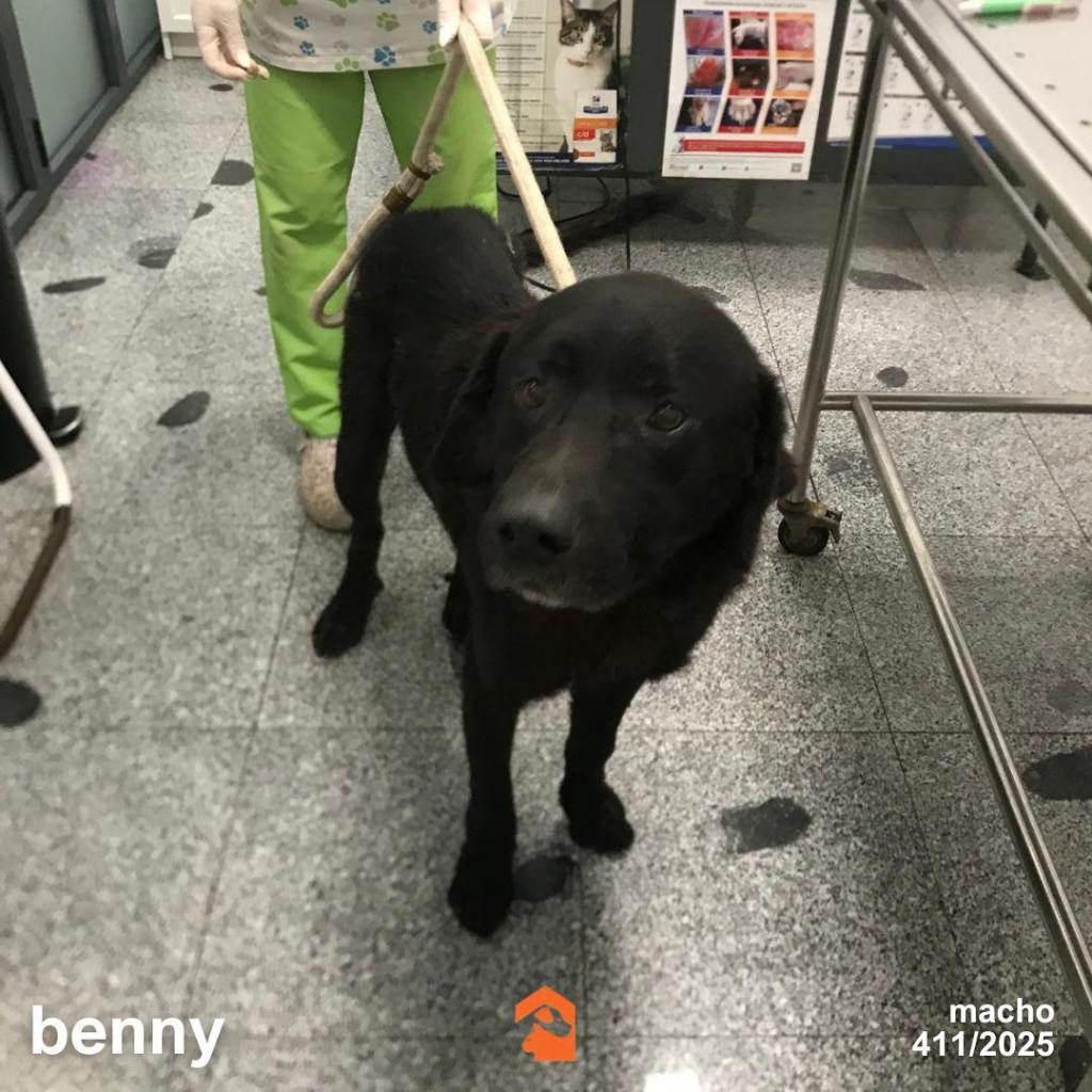 PETIFY.PT - uma plataforma de adoção e resgate de animais