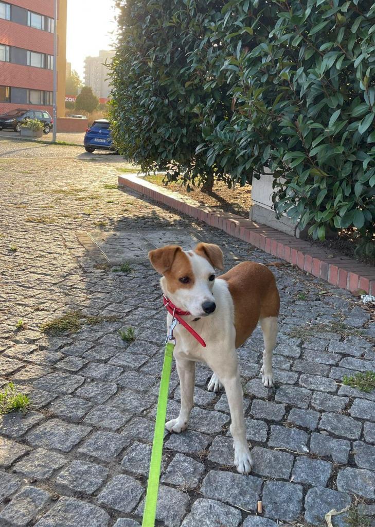 PETIFY.PT - uma plataforma de adoção e resgate de animais