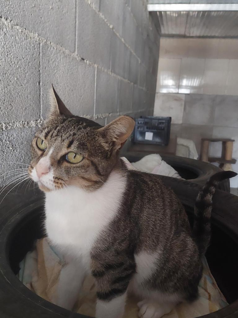 PETIFY.PT - uma plataforma de adoção e resgate de animais