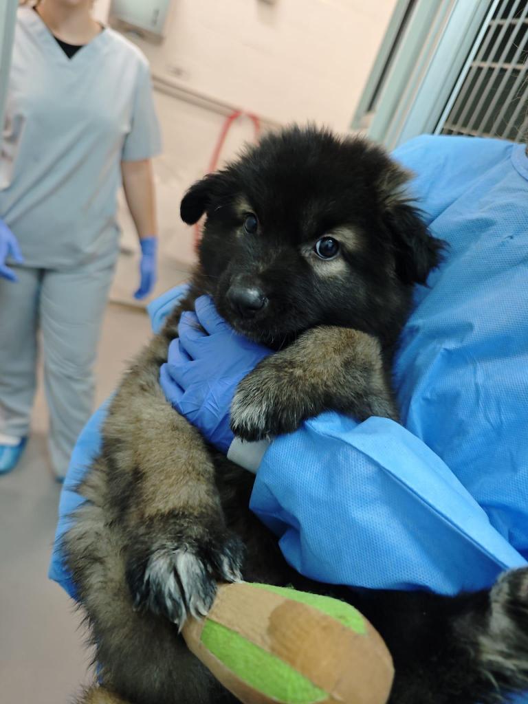 PETIFY.PT - uma plataforma de adoção e resgate de animais