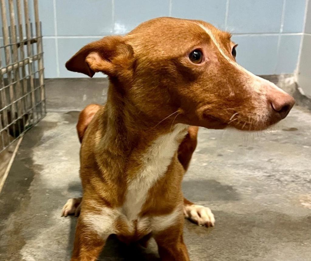 PETIFY.PT - uma plataforma de adoção e resgate de animais