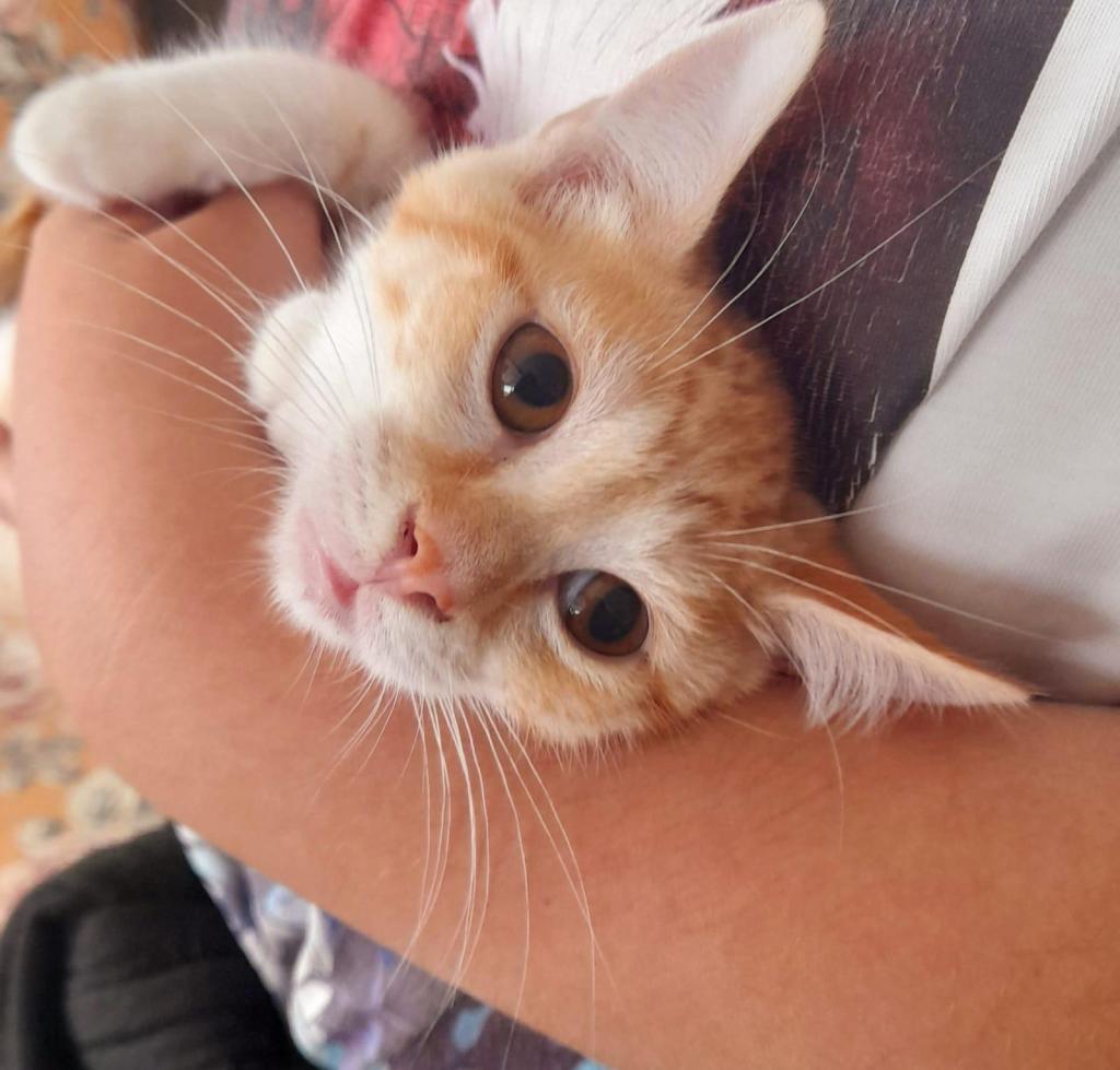 PETIFY.PT - uma plataforma de adoção e resgate de animais